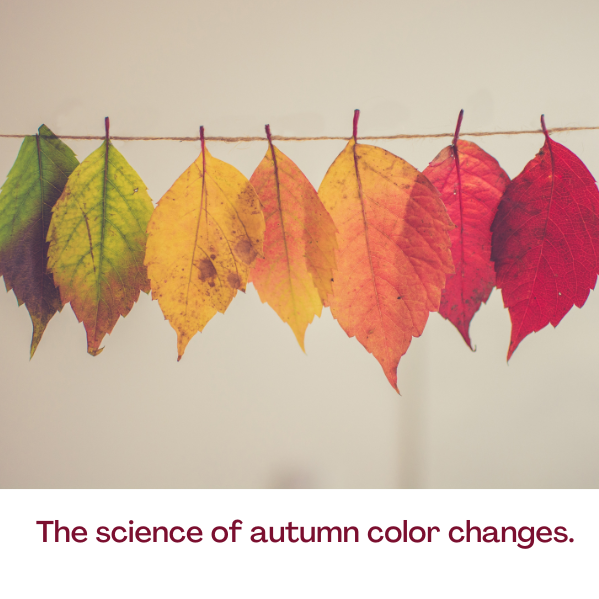 Why Do Leaves Change Color In The Fall 